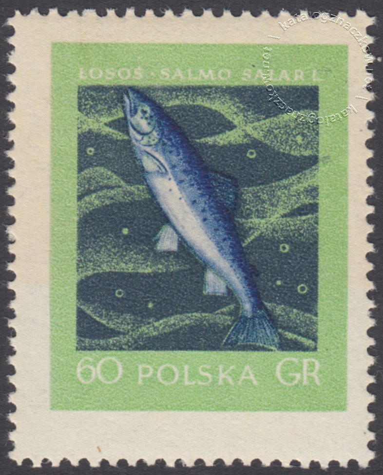 Szlachetne gatunki ryb – 908 – Katalog Polskich Znaczków Pocztowych